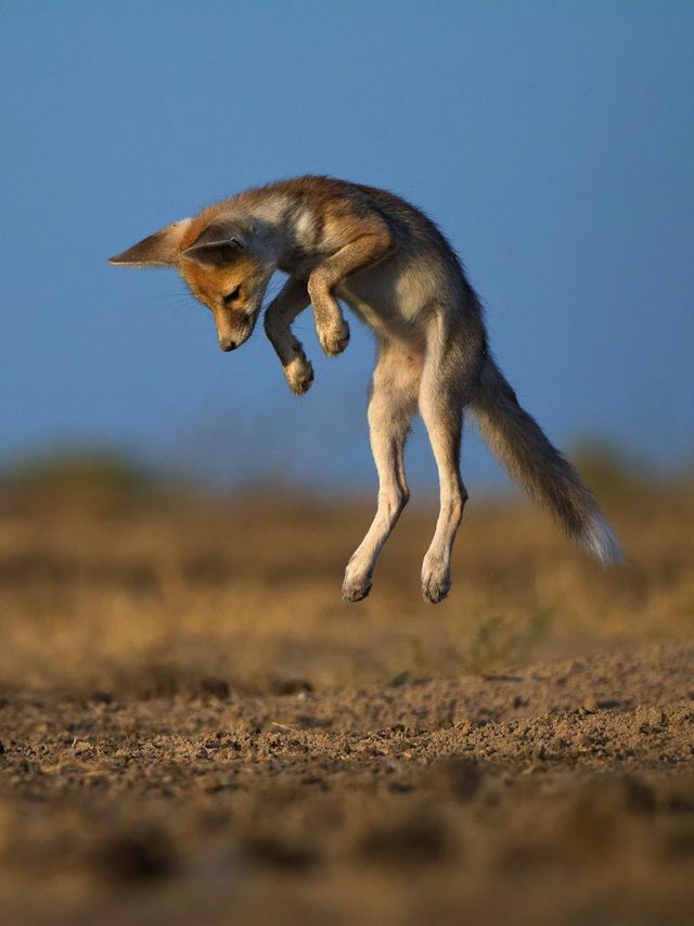 Wildlife Photography by National Geographic Wildlife Photographers