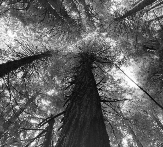 Famous Photographs of Trees by Beth Moon: Remaining Ancient Trees.