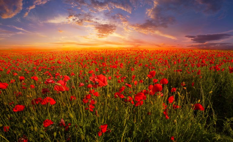 The Best Photographs from Trierenberg Super Circuit.