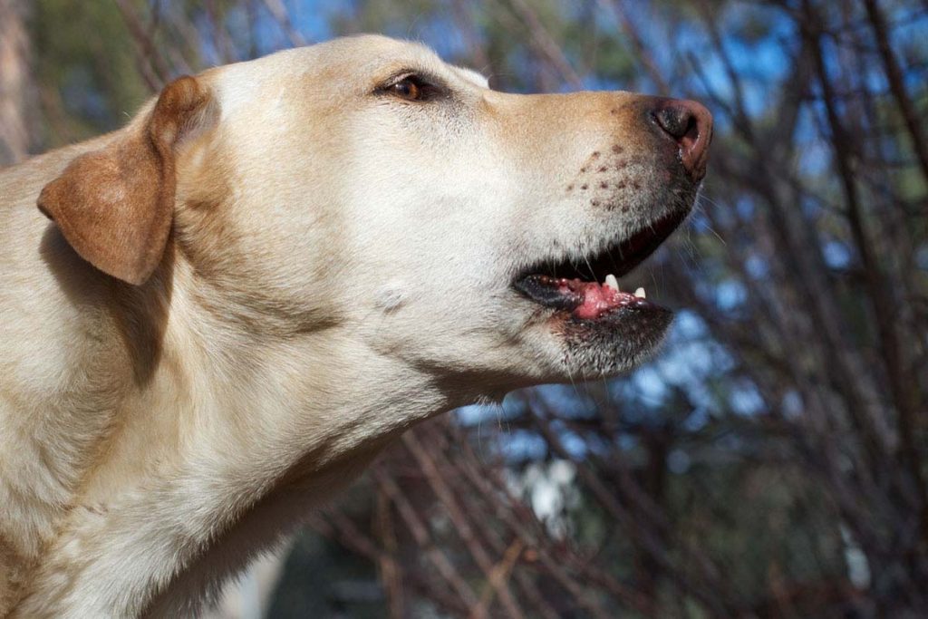 How to Stop Your Dog from Barking in Your Apartment