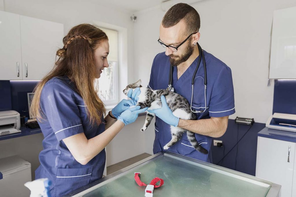 Becoming a Veterinarian: North American Veterinary Licensing Exam