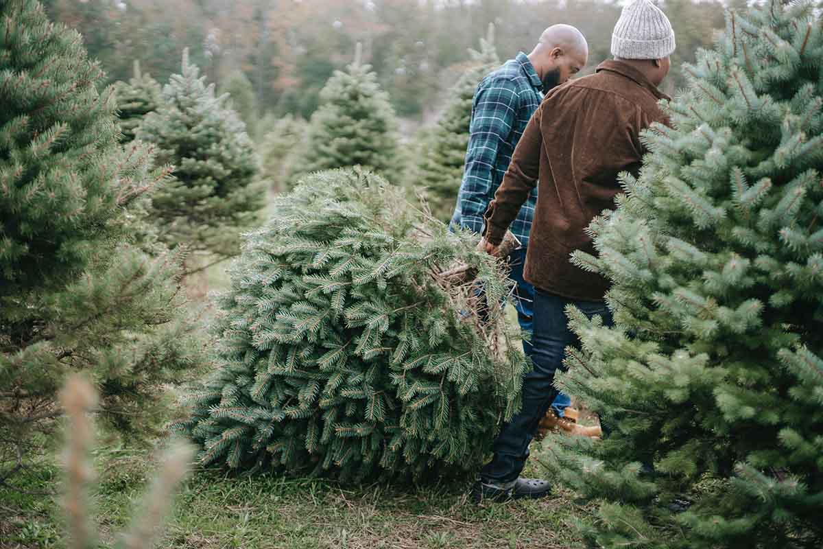 What Are Essential Activities For The Holidays Internet Vibes What Are Essential Activities For The Holidays Internet Vibes
